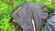 Правила подзимнего полива деревьев